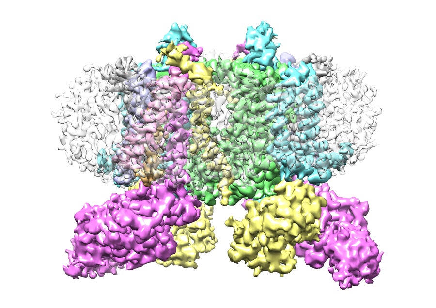 Key Photosynthesis Complex Viewed in Spinach | Scientific American